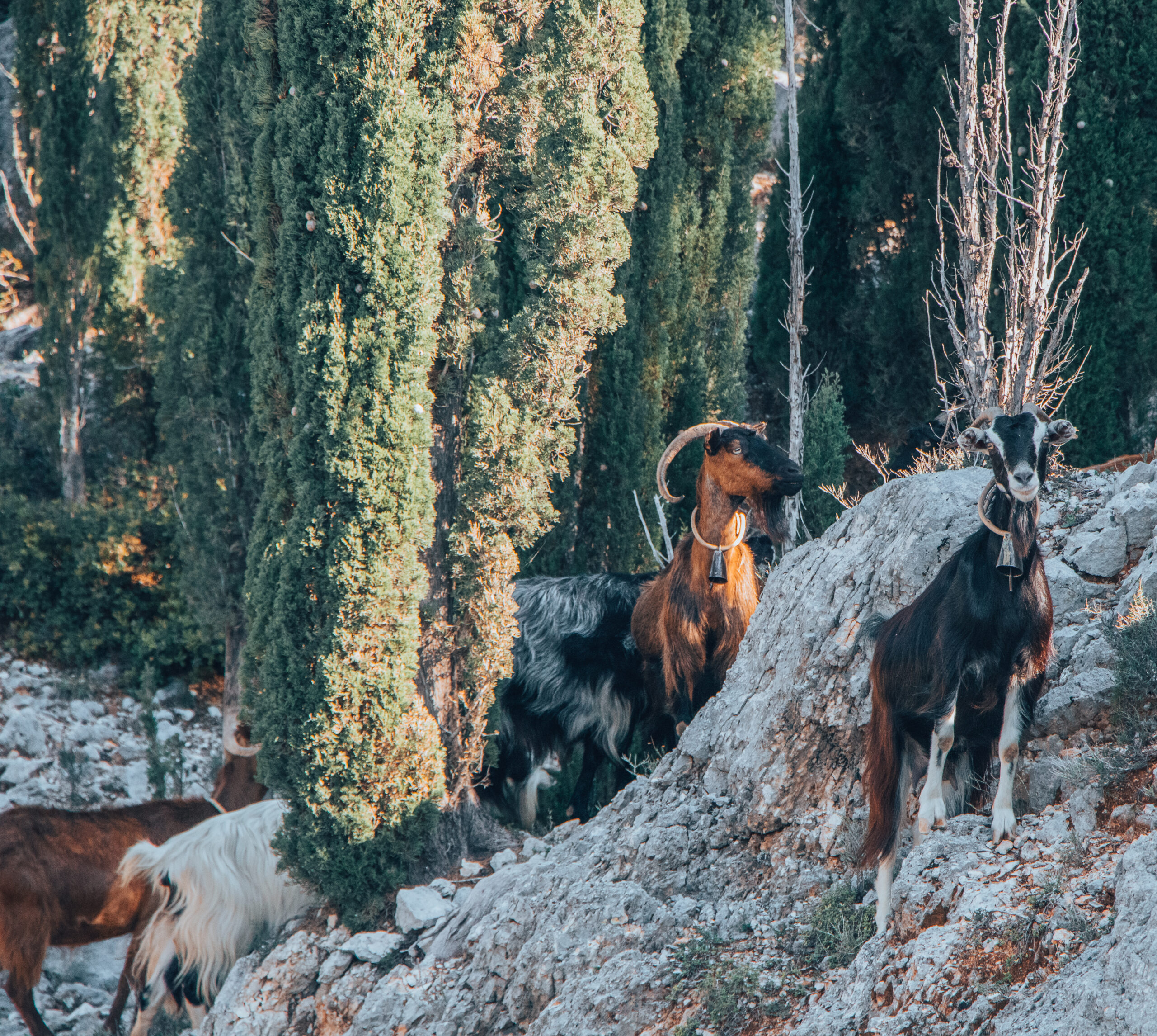 The Ultimate Travel Guide to Kefalonia, a stunning Greek Island